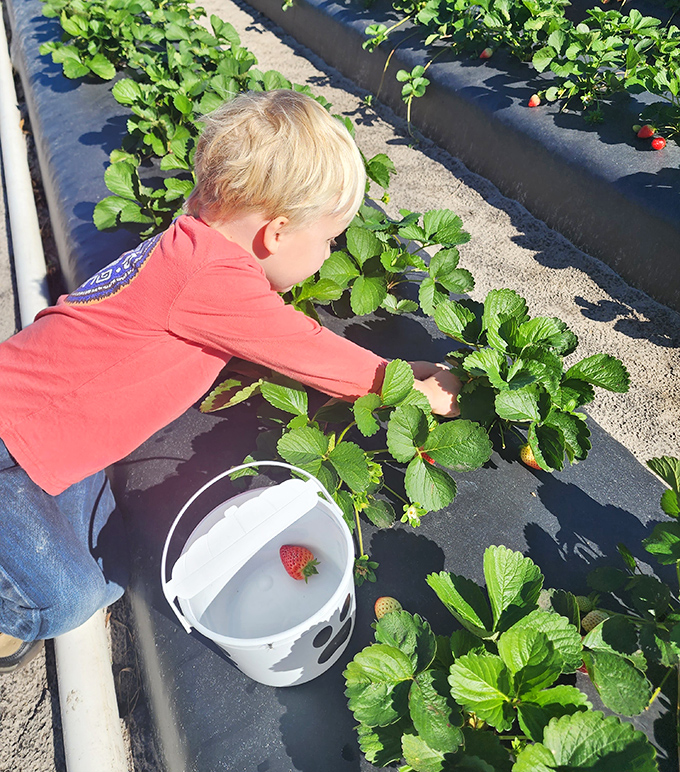 Tiny hands, big discoveries. This young berry hunter demonstrates the perfect picking technique&mdash;one for the bucket, one for me.