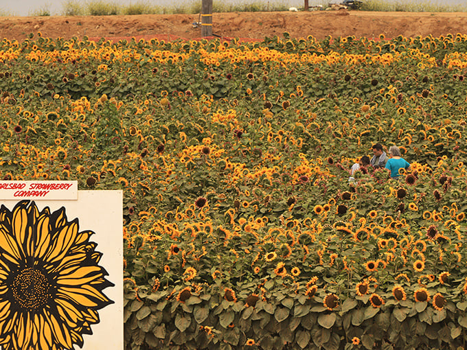 A golden sea of sunflowers turns the farm into nature's smile factory, where it's impossible to take a bad photo.