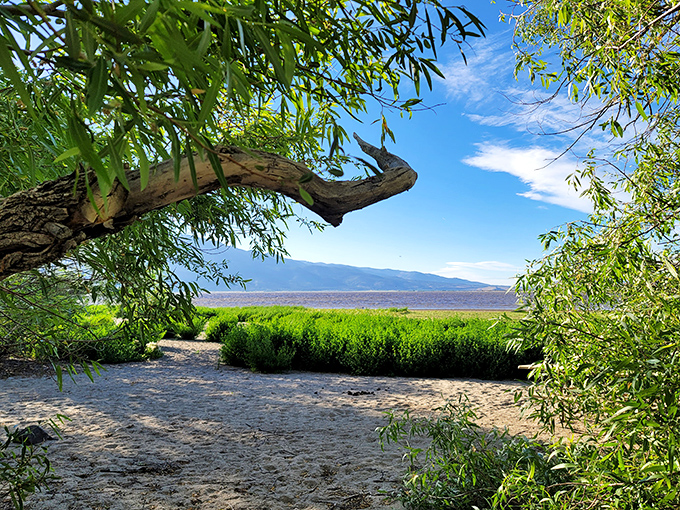 Nature creates the perfect window. Ancient trees frame a view of Washoe Lake that changes with every passing cloud.