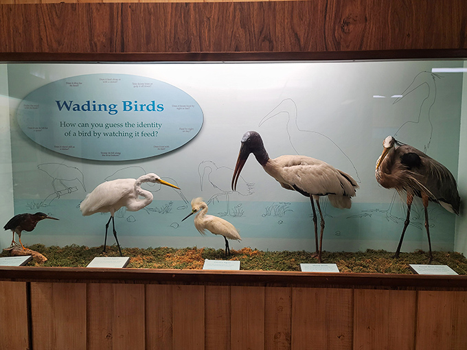 Nature's classroom: Taxidermied wading birds offer an up-close study of Florida's feathered residents without the awkward staring contest.