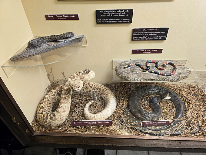 The park's nature center offers close encounters with Florida's slithery residents, thankfully behind glass and not on the trail beside you.