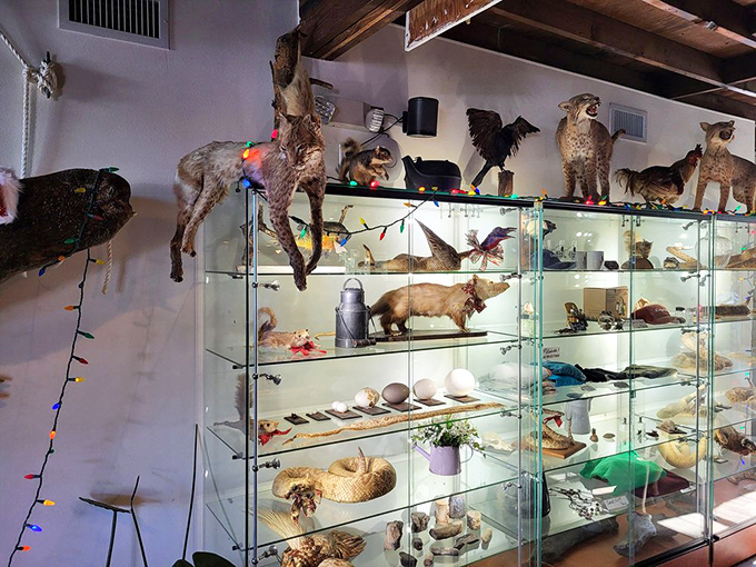 The taxidermy collection rivals natural history museums. Glass cases display Florida's fauna in poses that range from majestic to mildly concerning&mdash;pure roadside Americana.