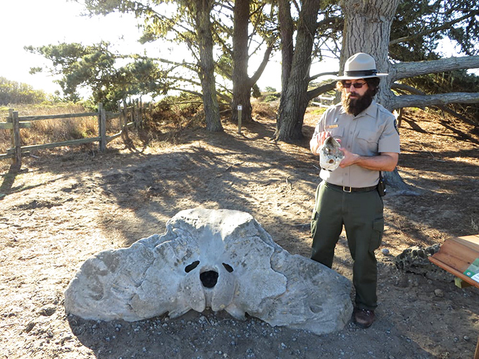 Park rangers: part educator, part storyteller, all passion. Their knowledge transforms a simple walk into an unforgettable natural history lesson.