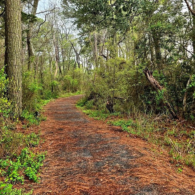 Forest trails wind through maritime woods where adventure waits around every sun-dappled corner.