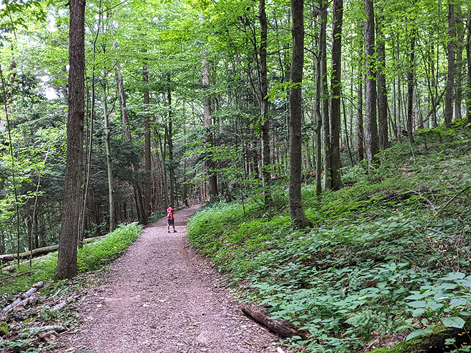 Trails that beckon you forward with promises of discovery. Around each bend, the forest whispers, "Wait until you see what's next."
