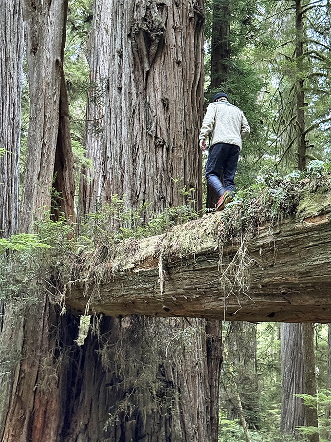 Nature's balance beam requires no Olympic training&mdash;just a sense of adventure and perhaps a slight disregard for gravity.