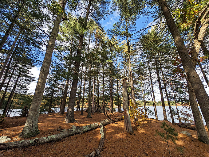Sunlight filters through towering pines, creating a cathedral-like atmosphere where the floor is carpeted in russet needles instead of expensive Persian rugs.