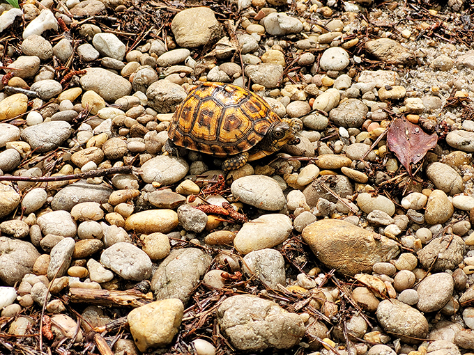 This box turtle didn't get the memo about fast-paced New Jersey living. Moving at his own speed, judging us all silently.
