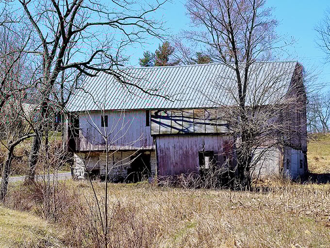 The landscape is dotted with weathered structures that tell stories of Maryland's agricultural heritage alongside the famous bridge.
