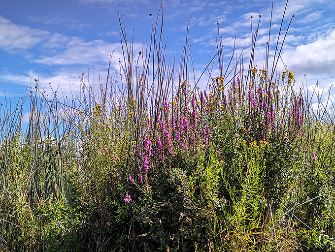 Nature's bouquet&mdash;wild lupine and grasses reach skyward in a celebration of spring that no florist could arrange with such perfect abandon.