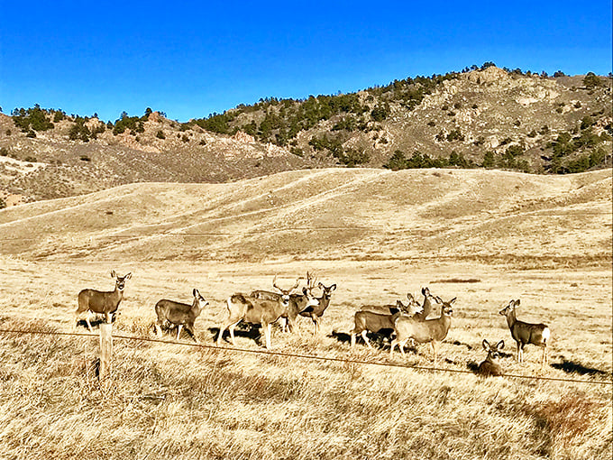 A whole herd of mule deer proves that the best wildlife viewing doesn't require an African safari.