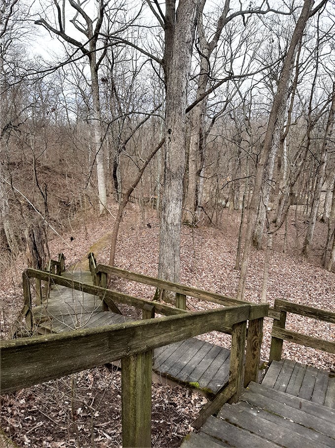 Winter reveals the forest's architecture &ndash; a wooden observation deck offering front-row seats to nature's quietest season.