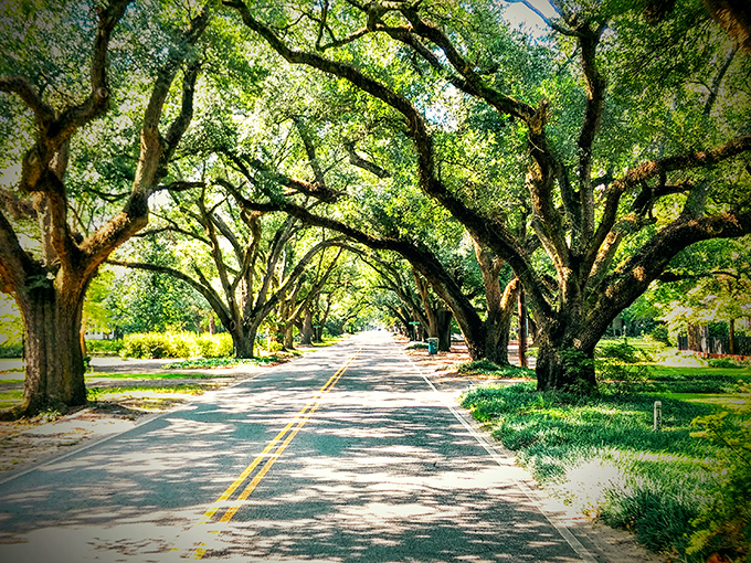 Aiken's tree-canopied streets create natural cathedrals where elegance meets everyday Southern living beautifully.