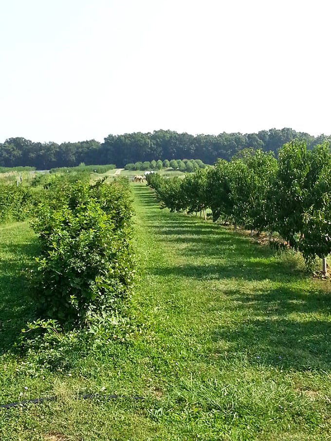 That white barn flying the flag stands proud among orchards that have fed families through countless apple seasons.
