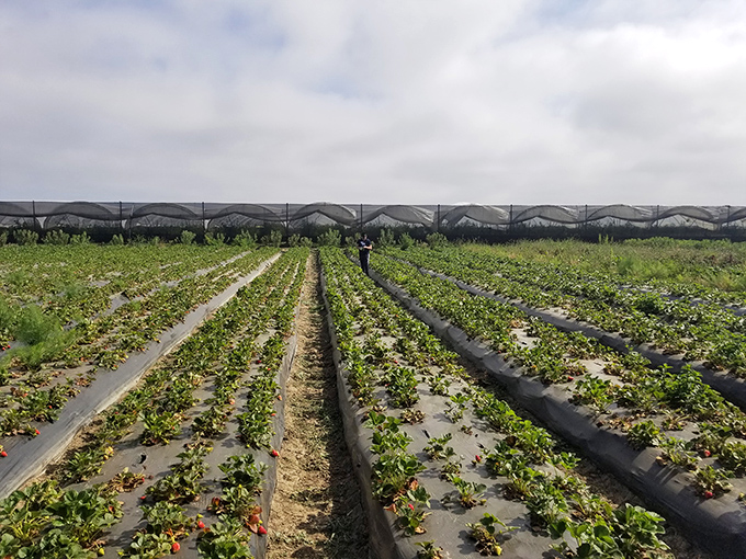 Berry rows with purpose. McGrath's carefully maintained fields showcase farming as both science and art.