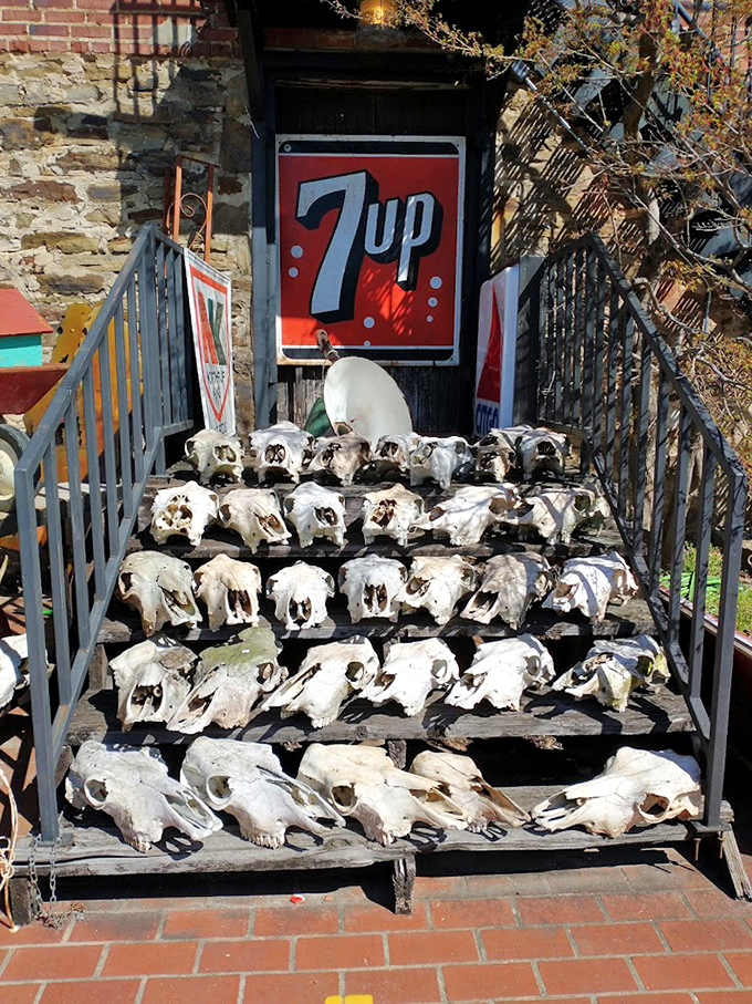 Nature's most macabre collectibles arranged with surprising elegance. These animal skulls transform from eerie to artistic when displayed against vintage advertising&mdash;conversation starters guaranteed.