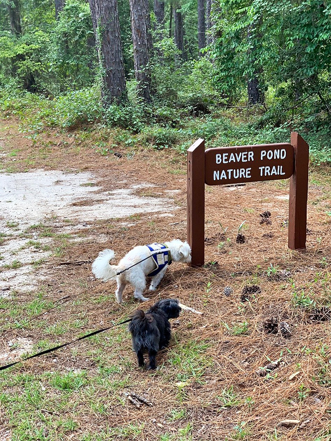 Even the dogs know a good trail when they sniff one. The Beaver Pond Nature Trail promises adventures for two and four-legged explorers alike.