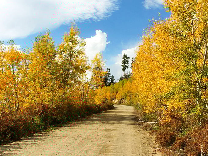 This country road through golden aspens could be Colorado's twin—Mount Graham's elevation creates Arizona's most surprising fall color show.