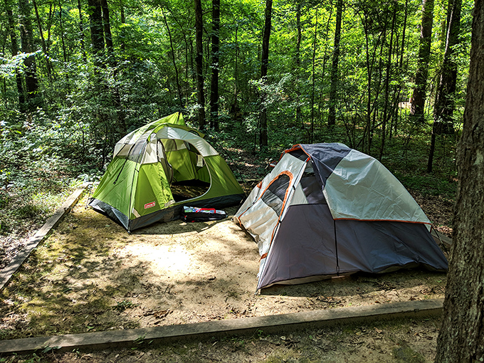 Camping sites nestled among towering pines offer the perfect balance of wilderness and comfort. Nature's five-star accommodations.