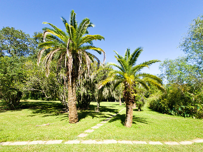 Palm trees standing like tropical exclamation points against Louisiana's landscape &ndash; nature's way of saying "Plot twist!" in the garden narrative.