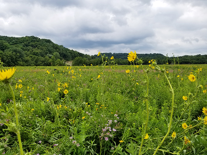 Wildflower meadows and rolling hills provide endless free entertainment for anyone with working legs and functioning eyes.
