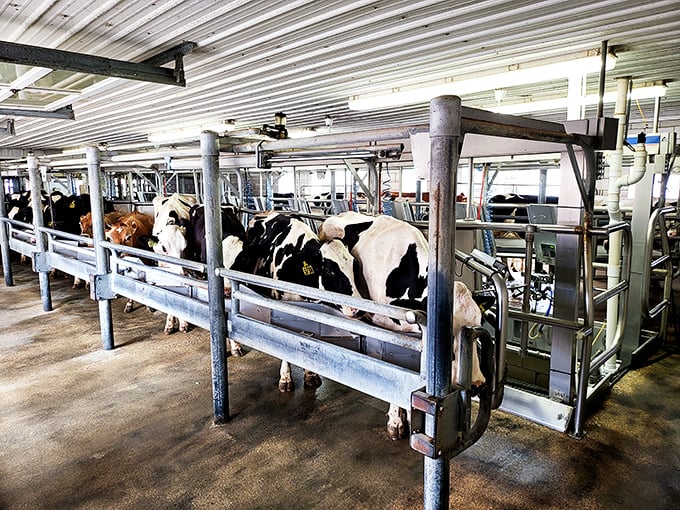 Where it all begins – contented cows in the milking parlor, blissfully unaware they're responsible for so much human happiness.