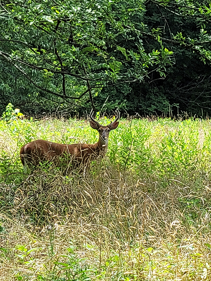 This deer caught mid-snack seems to be saying, "Excuse me, this is a private dining experience"—nature's version of a pop-up restaurant.