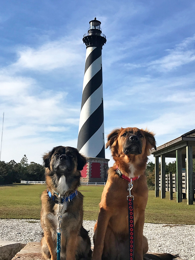 Even four-legged friends appreciate the majesty of Cape Hatteras Lighthouse, though they're probably more interested in the surrounding scents than the architecture.