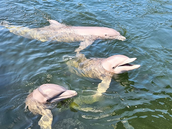 Dolphins greeting visitors like the unofficial welcoming committee of the Keys. Their permanent smiles suggest they know something we don't.