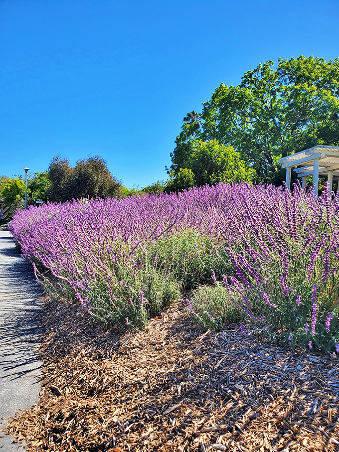 Lavender fields forever! This fragrant purple runway proves that California can give Provence a run for its money in the aromatic landscape department.