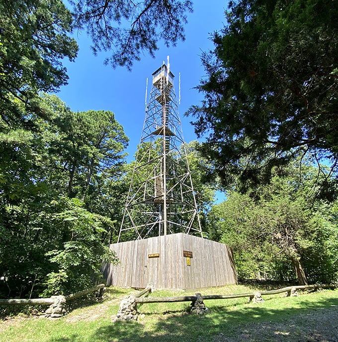 The park's fire tower stands tall among the pines, offering panoramic views for those brave enough to climb and a perfect excuse for those who suddenly "remember" their fear of heights.