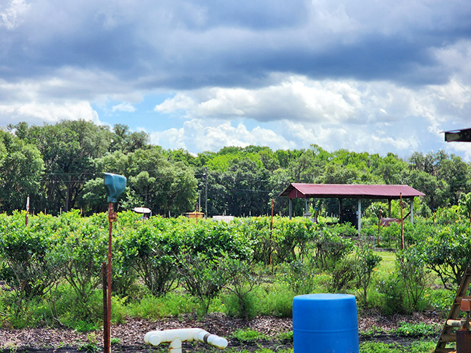 At Florida Best Blueberry Farm, rows of green promise sweet harvests &ndash; proving Inverness offers farm-to-table experiences without the farm-to-table prices.