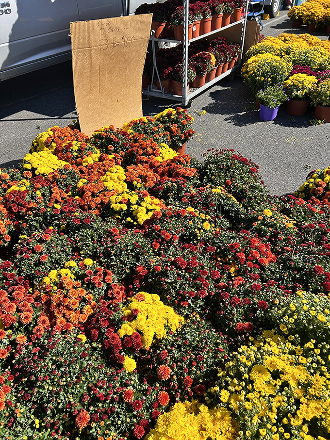 A sea of mums in autumn colors that would make Mother Nature herself stop and say, "Well done, Pennsylvania. Well done."