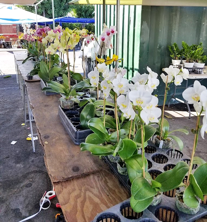 Orchids stand at attention like botanical soldiers, bringing elegance to the concrete jungle of commerce at surprisingly accessible prices.