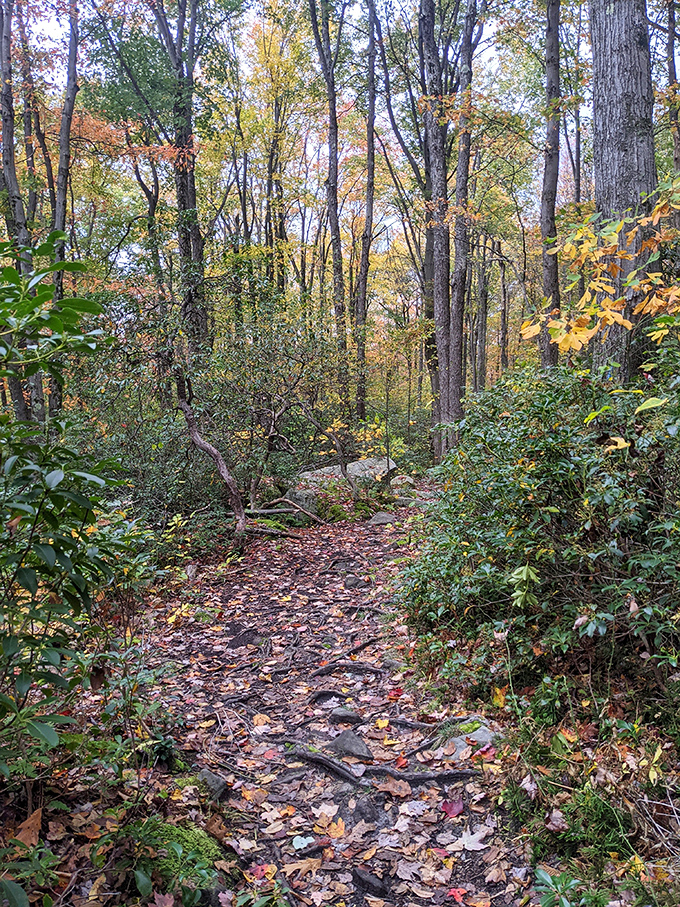 Autumn's confetti carpets the trail, crunching underfoot like nature's version of bubble wrap.