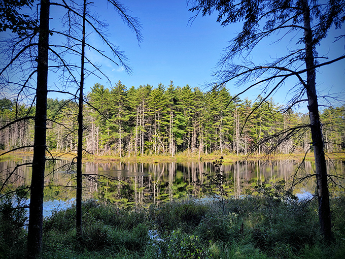 This tranquil pond creates nature's perfect mirror, reflecting trees that have mastered the art of standing still and looking magnificent.