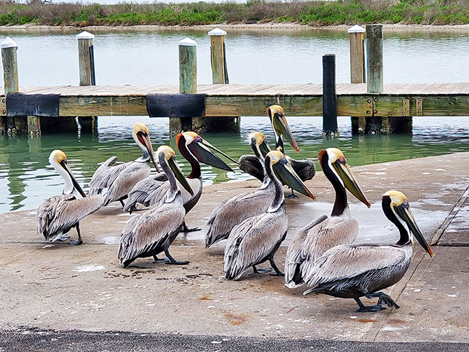 "The pelican welcoming committee has assembled for your arrival!" These coastal characters bring personality to the shoreline, their prehistoric profiles adding charm to the park experience.