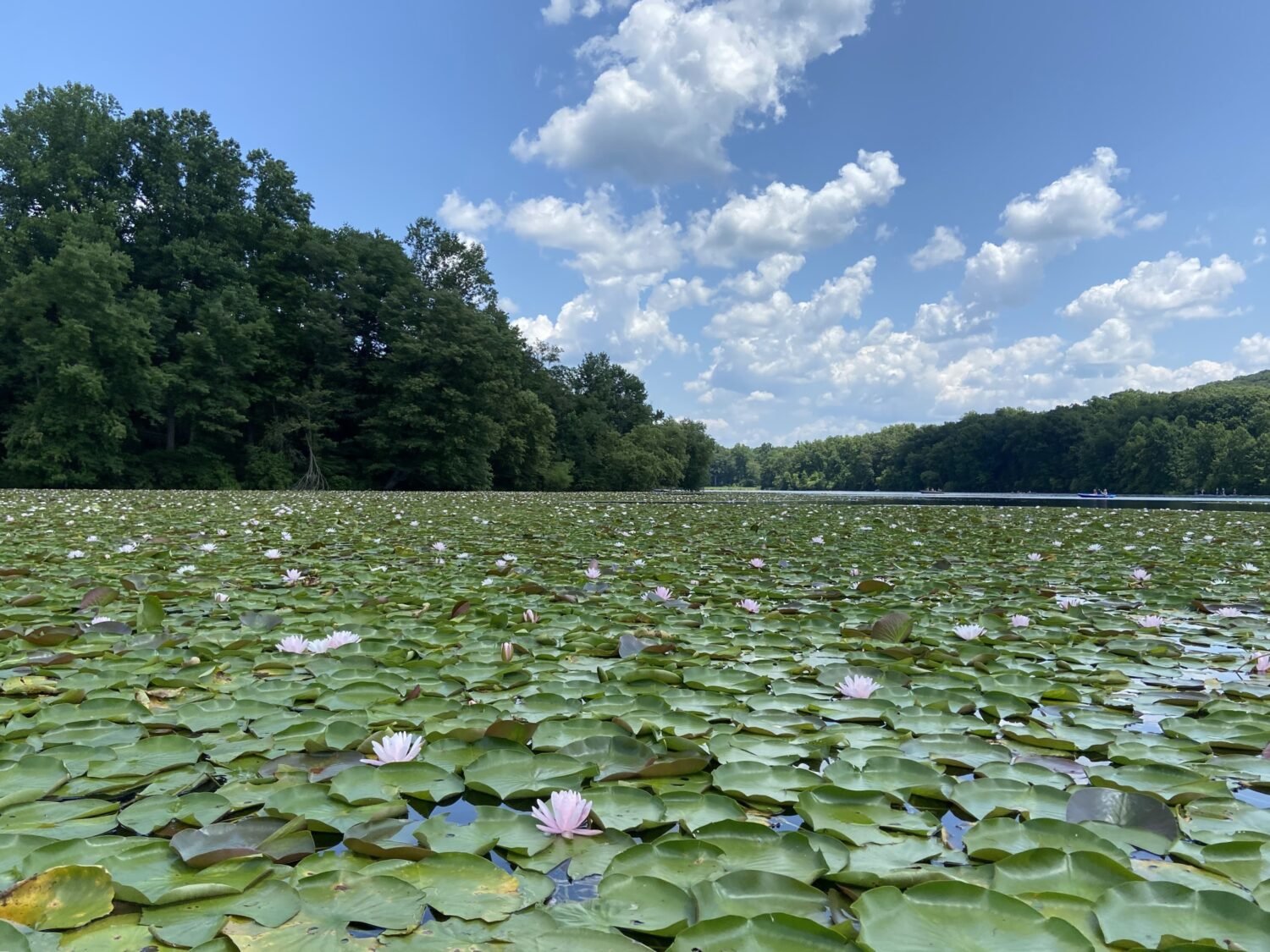 Water lilies transform the lake into Monet's canvas come to life&mdash;except you can actually paddle through this masterpiece.