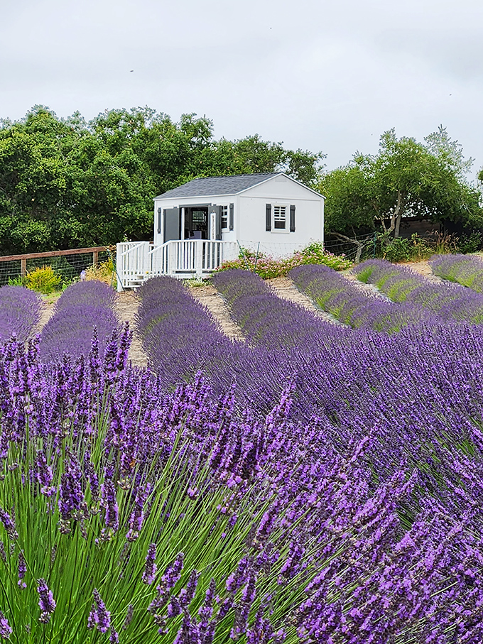 Lavender fields paint the landscape purple, proving Provence isn't the only place with fragrant views. This little cottage completes the postcard-perfect scene.