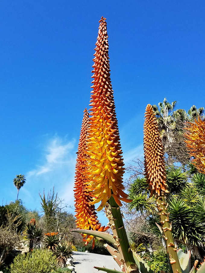 Reaching for the California sky, these aloe spires look like nature's version of rocket ships ready for botanical liftoff.