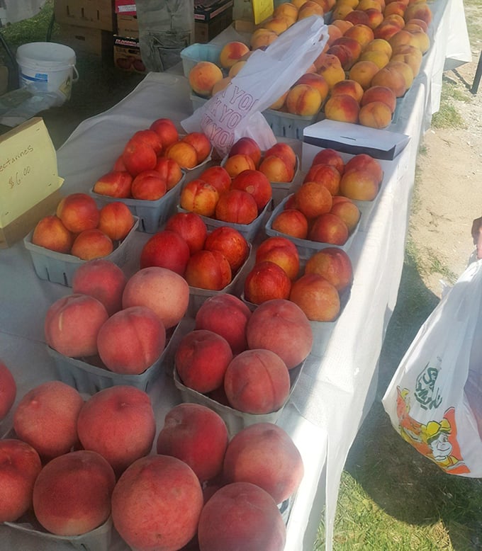 Peaches and nectarines glow in summer sunlight, offering sweetness that actually tastes like fruit instead of cardboard and regret.