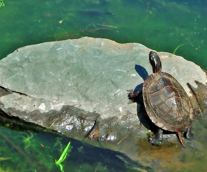 This painted turtle has mastered the art of sunbathing better than any resort-goer in Miami Beach.