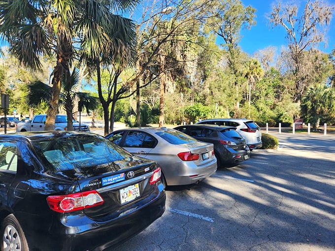 Even the parking lot feels like part of the experience. Your car gets front-row seats to the opening act of Florida's natural theater.