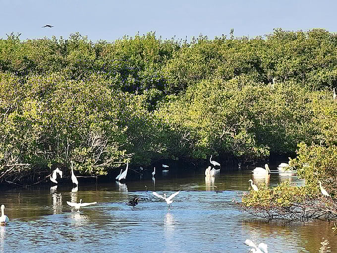 Pelican Island Wildlife Refuge &ndash; where elegant wading birds perform their daily ballet among mangrove sentinels.