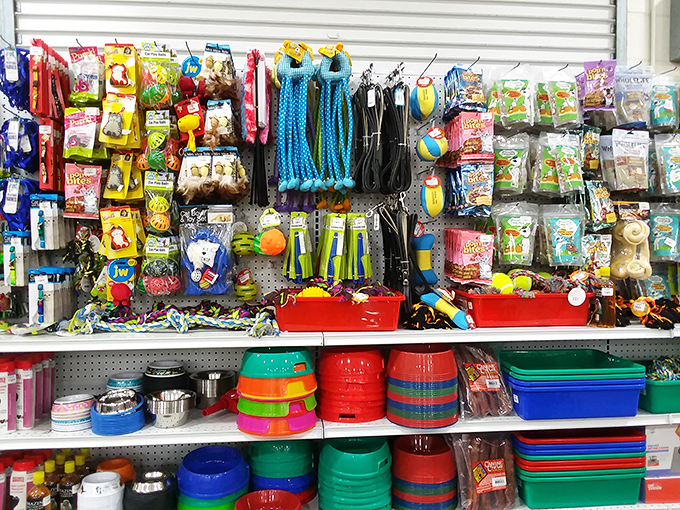 Pet supplies galore, because Fido deserves secondhand savings too. Those colorful toys and bowls await their forever homes.