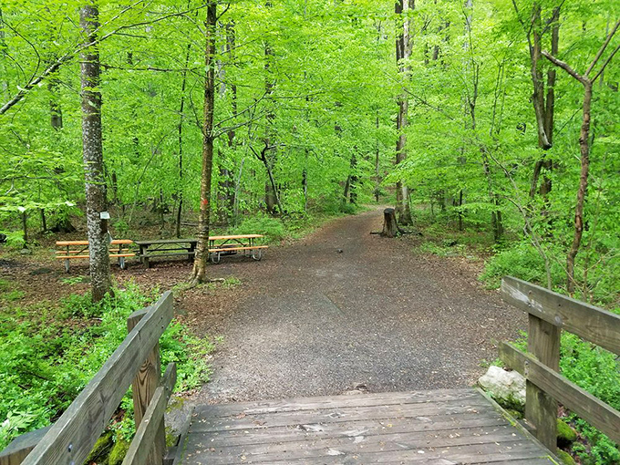 Spring's electric green explosion creates the perfect frame for these welcoming picnic spots. Nature's dining room awaits!