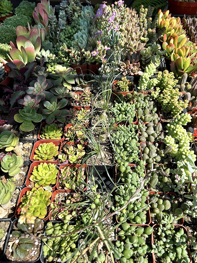 Succulent paradise! These tiny potted treasures could turn even the most notorious plant-killer into a proud green thumb collector.