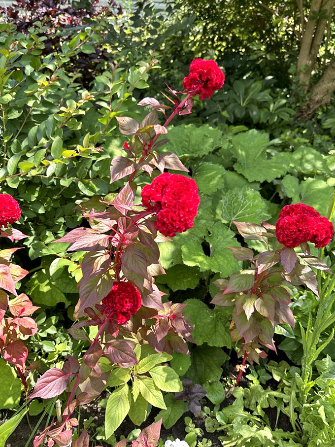 Red celosia blooms with burgundy foliage&mdash;nature's equivalent of finding the perfect lipstick that somehow matches your favorite autumn sweater.