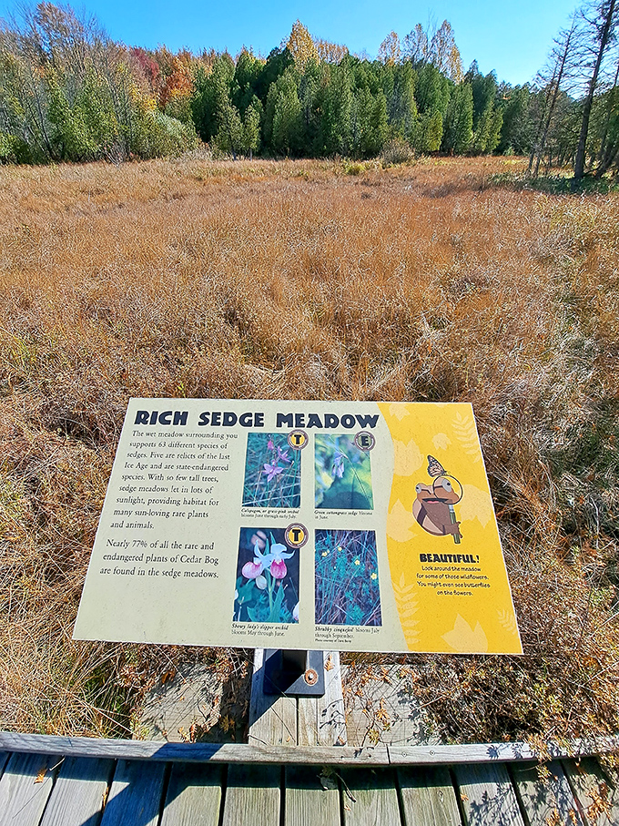 Science comes alive! This interpretive sign explains how the rich sedge meadow supports rare and endangered species, turning a walk into an educational adventure.