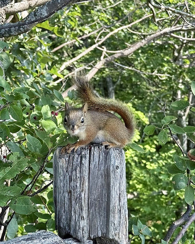 "Excuse me, did you bring snacks?" Local wildlife provides free entertainment and not-so-subtle hints about sharing your trail mix.